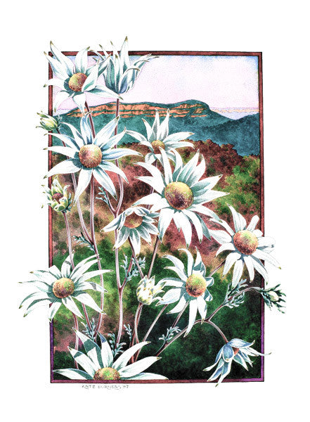 Flannel Flowers – Kate Burness Art